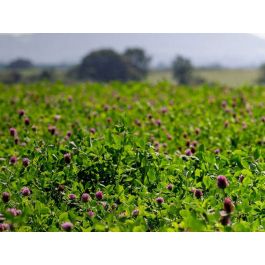 Red Clover Silage Mixture No.10